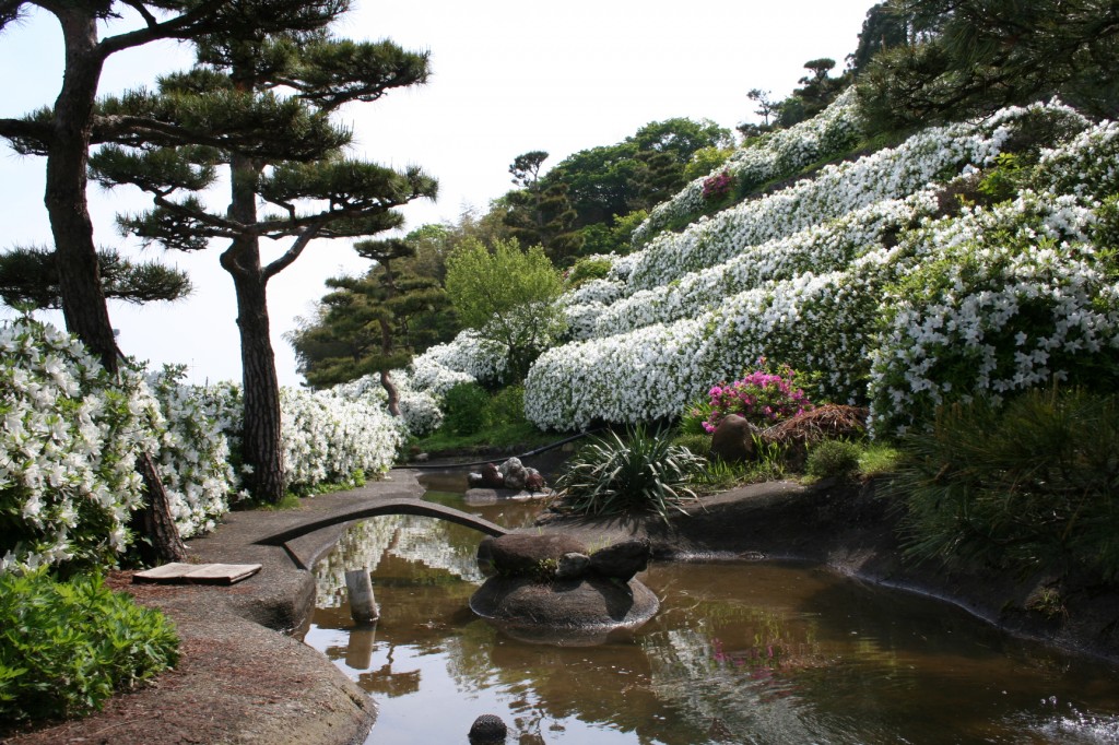 Itoigawa Bus Spring Tour – Spring Flowers of Itoigawa » Itoigawa Global ...